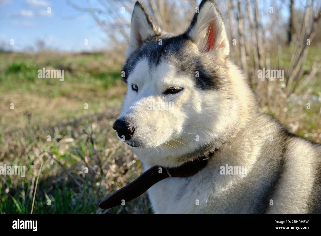 Maulkorb grau gefärbten Hund Siberian Husky Rasse mit seiner Zunge ...