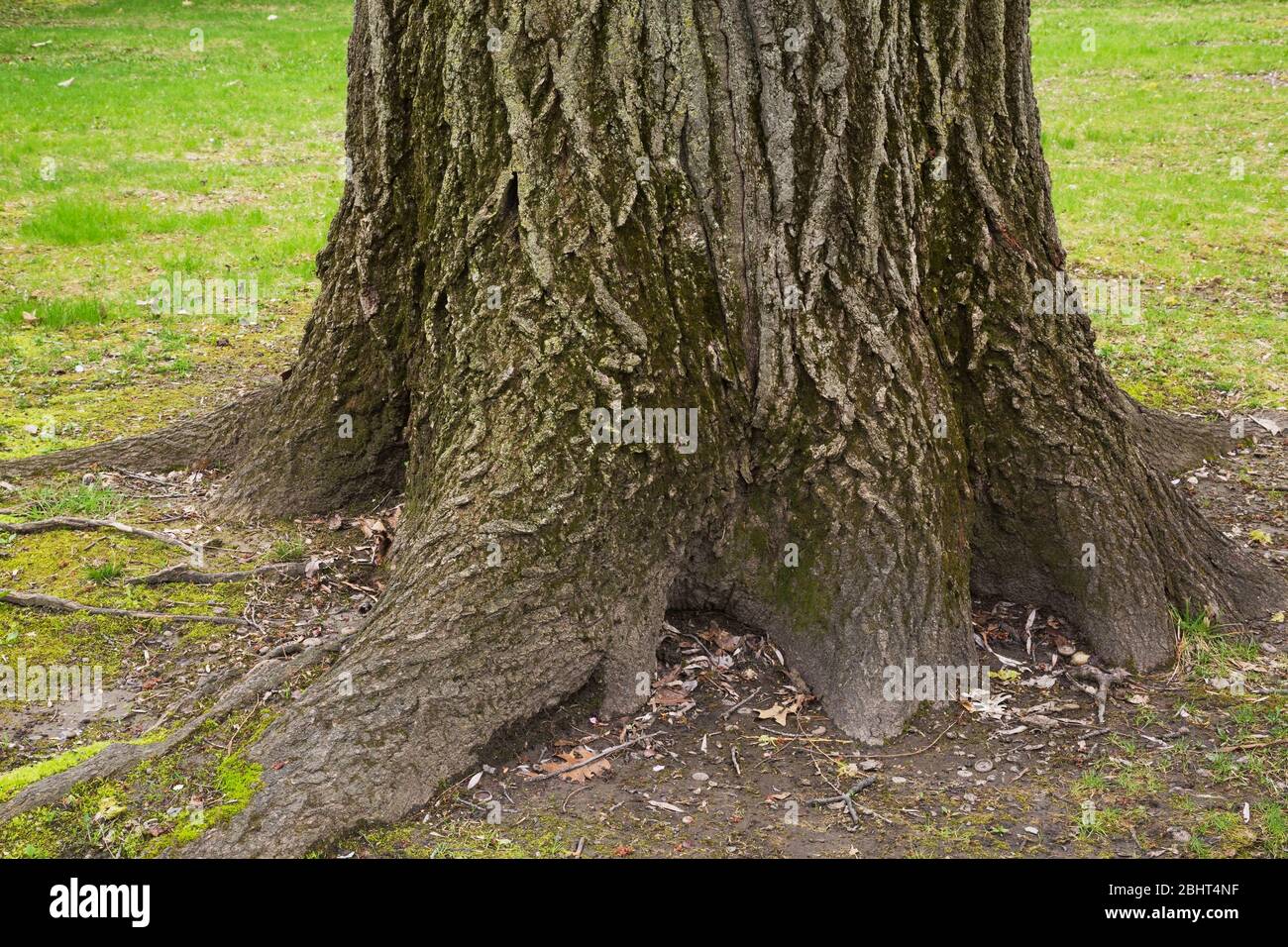 Quercus rubra bark -Fotos und -Bildmaterial in hoher Auflösung – Alamy
