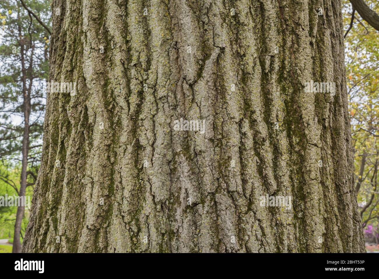 Quercus rubra bark -Fotos und -Bildmaterial in hoher Auflösung – Alamy