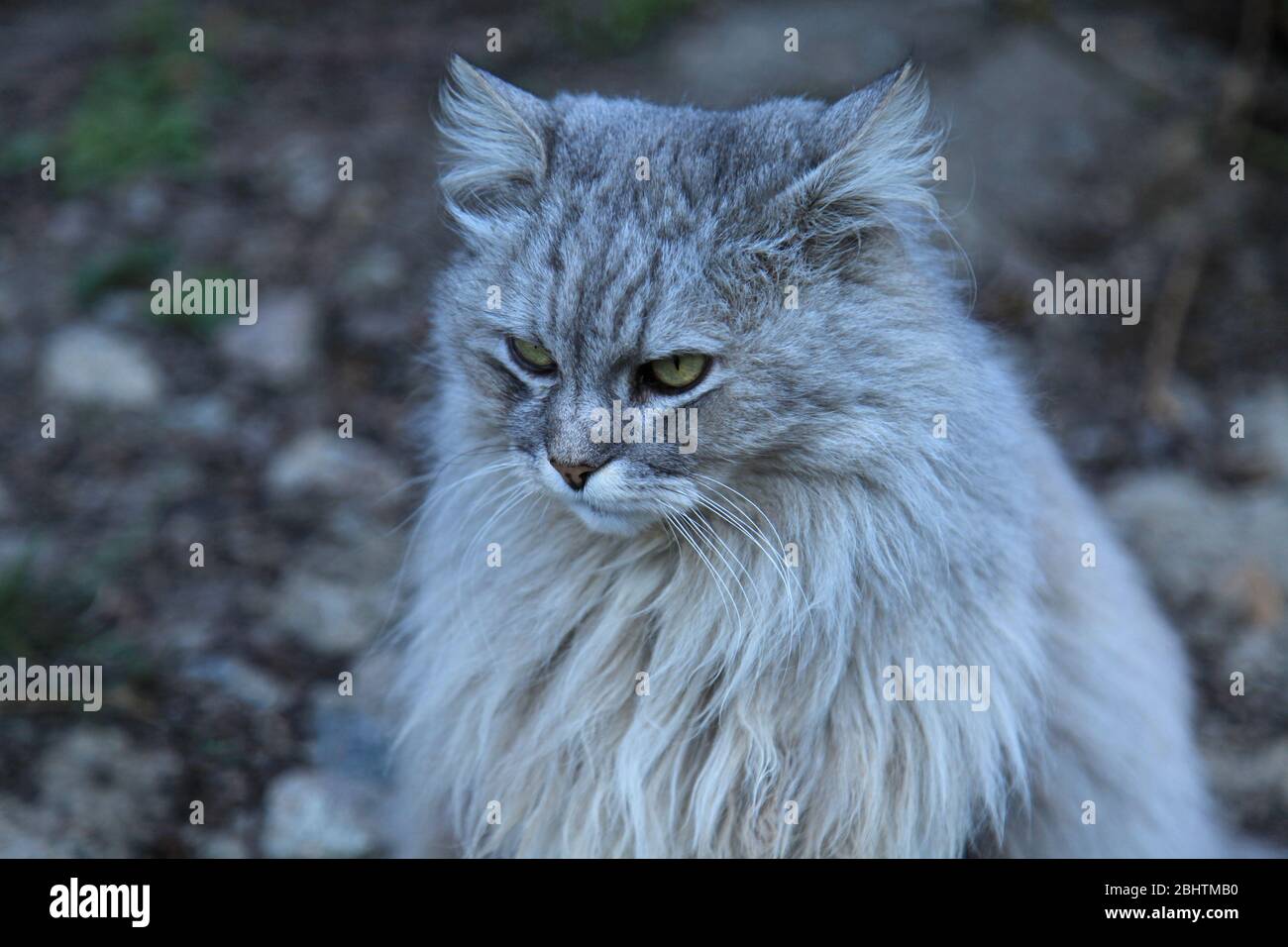 Löwenkatze. Flauschige graue Katze mit der Eschenfarbe schaut ernsthaft ...