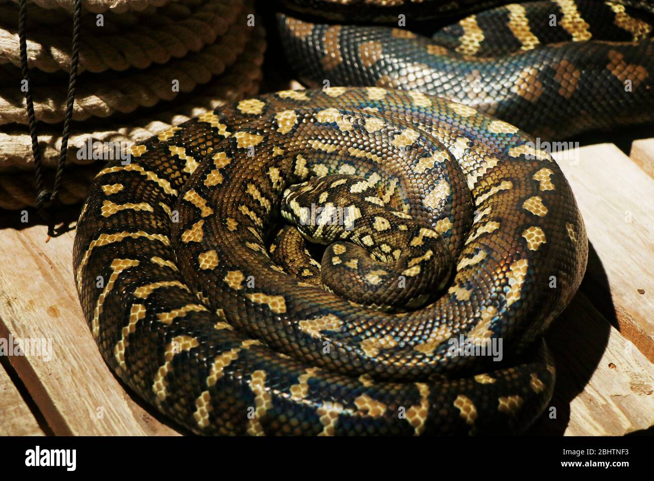 Die Pythonidae, allgemein bekannt einfach als Pythons, sind eine ...