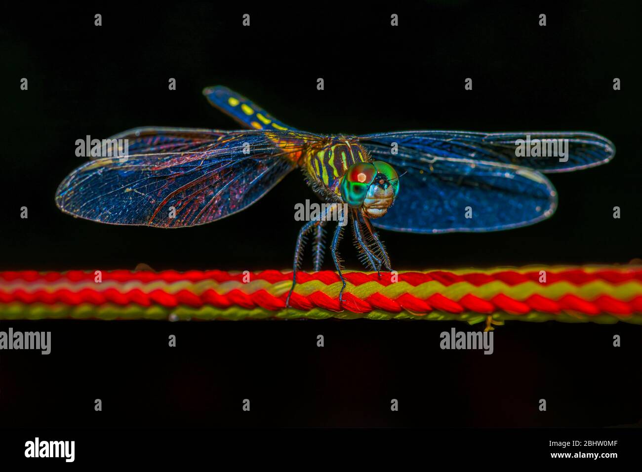 Libellen augen -Fotos und -Bildmaterial in hoher Auflösung – Alamy