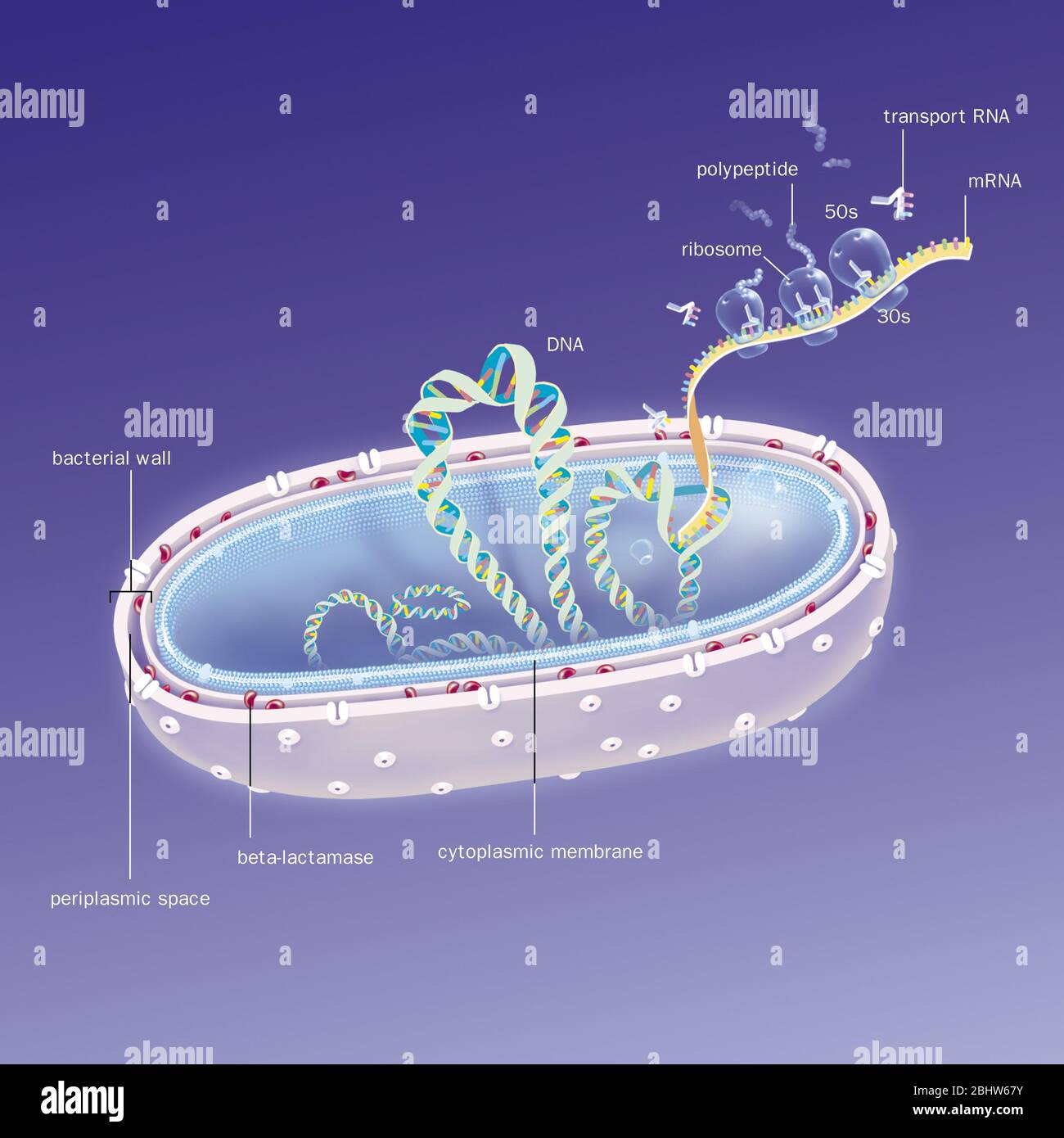Gram-negativen Bakterium in Abschnitt, DNA, mRNA Ribosomen ...