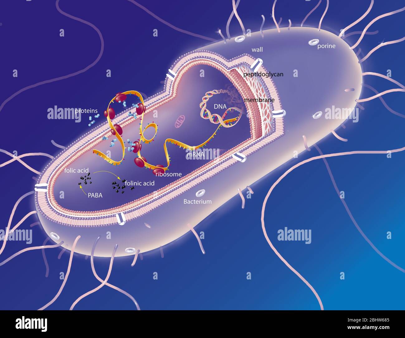 Dna mrna ribosomes -Fotos und -Bildmaterial in hoher Auflösung – Alamy