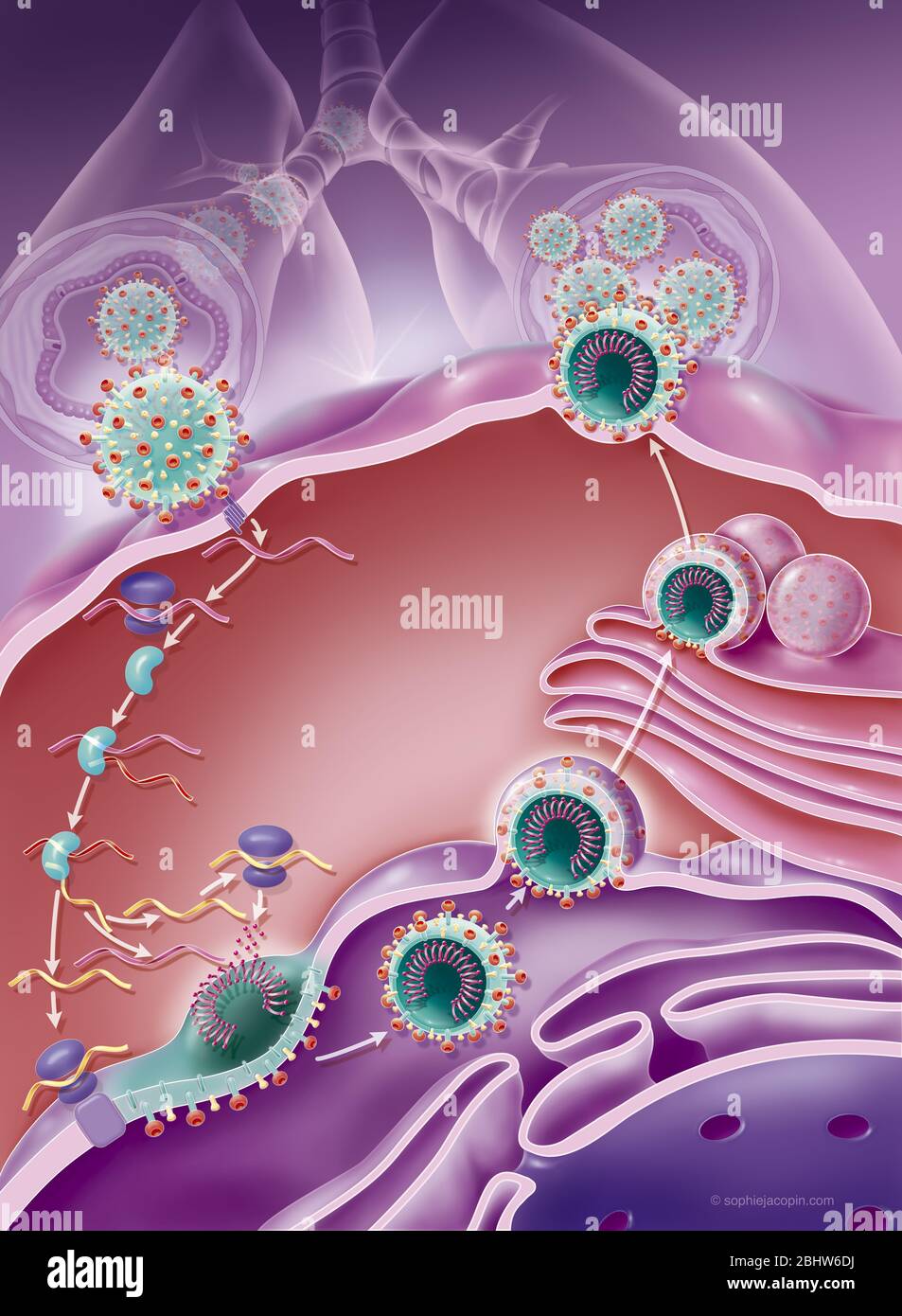 Coronavirus-Replikation, CoVid-19, SARS-Cov2. Diese wissenschaftliche Illustration erklärt, wie ...