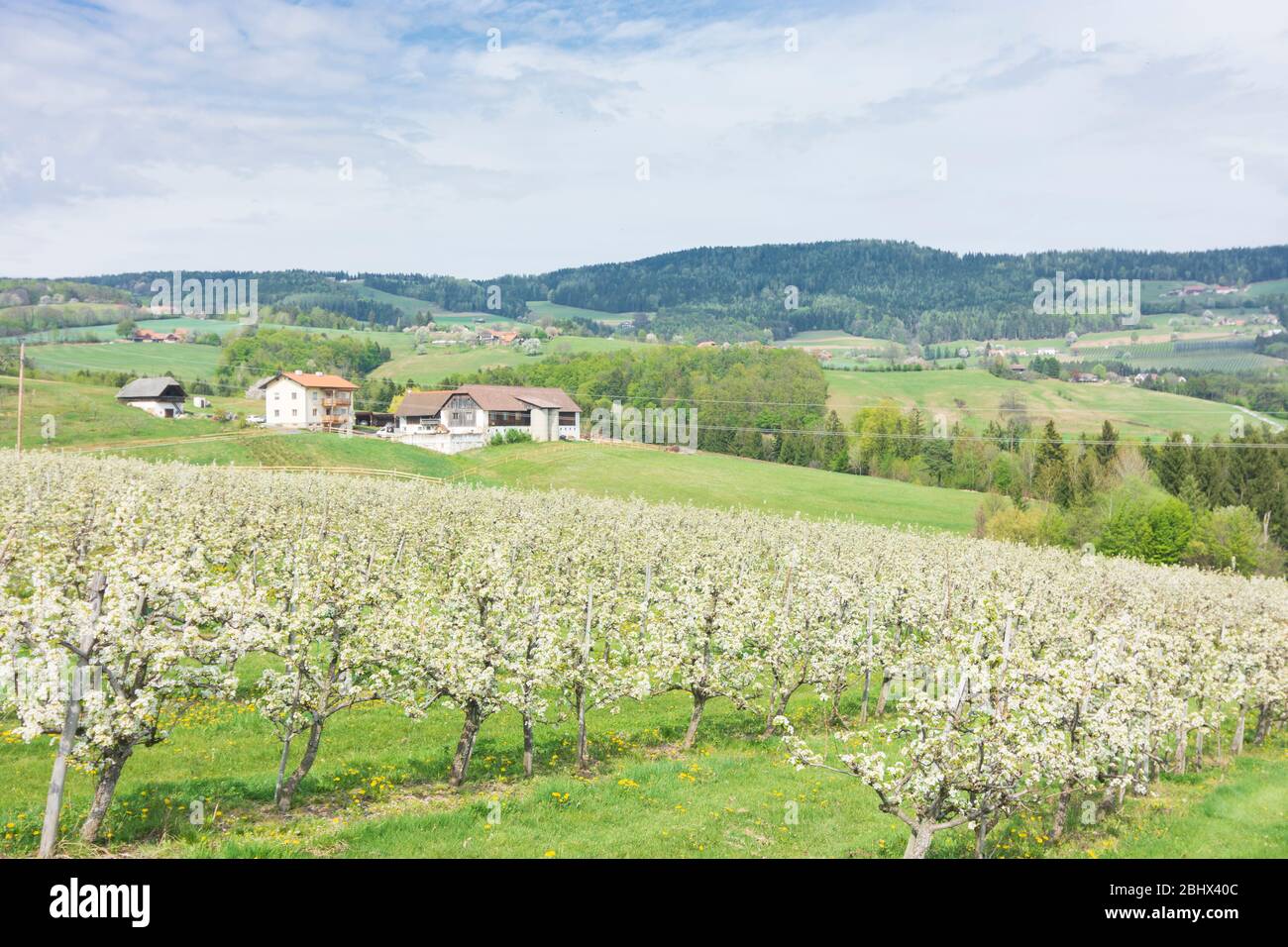 Apfelplantage Bauernhof Stockfotos und -bilder Kaufen - Alamy