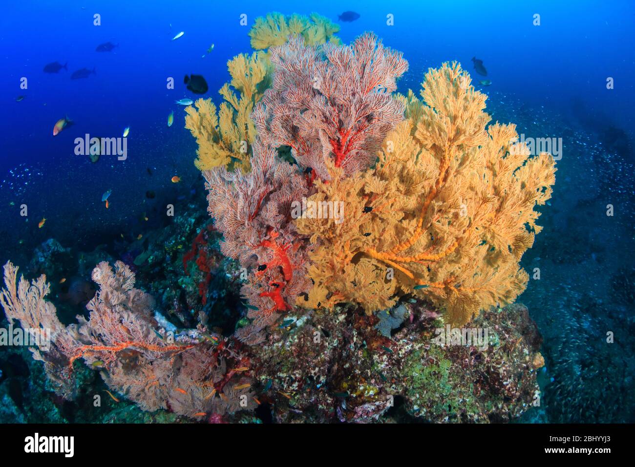 Tiefsee Fische Stockfotos und -bilder Kaufen - Alamy