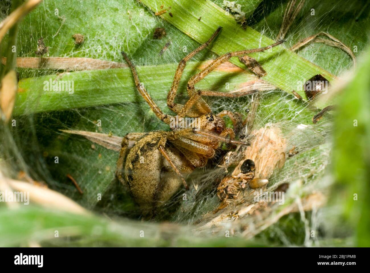 Labyrinthspinne Agelena Labyrinthica Stockfotos und -bilder Kaufen - Alamy