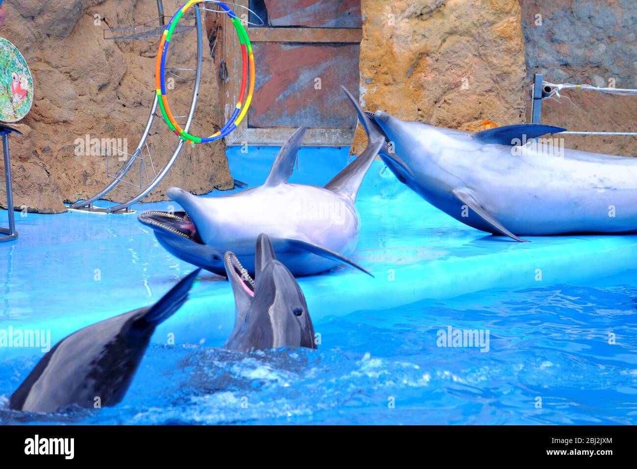 Süße delfine -Fotos und -Bildmaterial in hoher Auflösung – Alamy