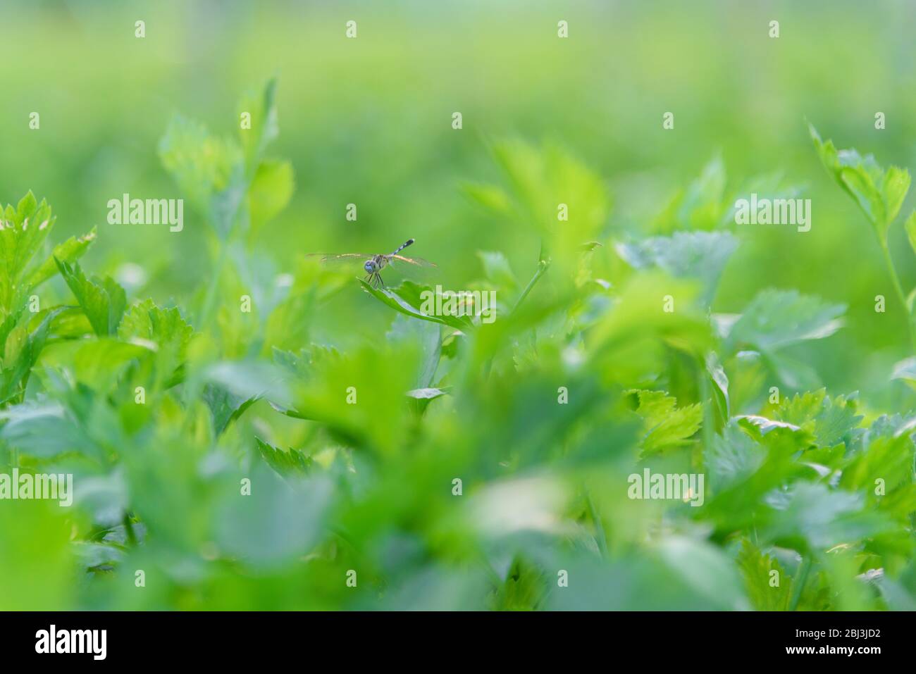 Sellerie feld -Fotos und -Bildmaterial in hoher Auflösung – Alamy