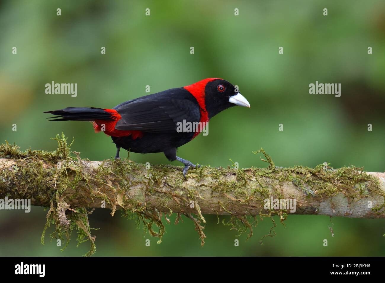 Mit purpurrotem kragen -Fotos und -Bildmaterial in hoher Auflösung – Alamy