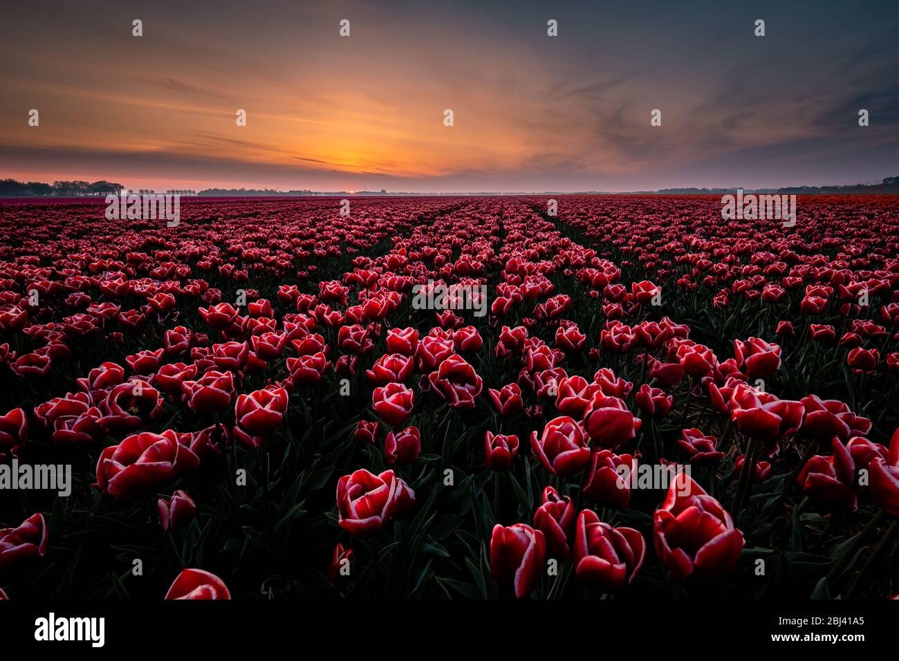 Tulpenfelder in den Niederlanden mit auf dem Hintergrund Windmühlenpark ...