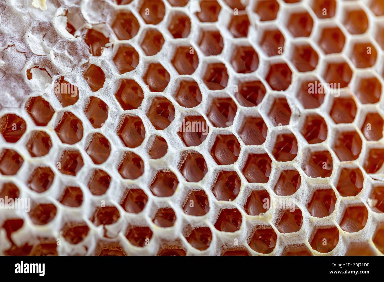 Magische Waben Nahaufnahme, Honigernte, Honigpflücken. Bio-Wabe ...