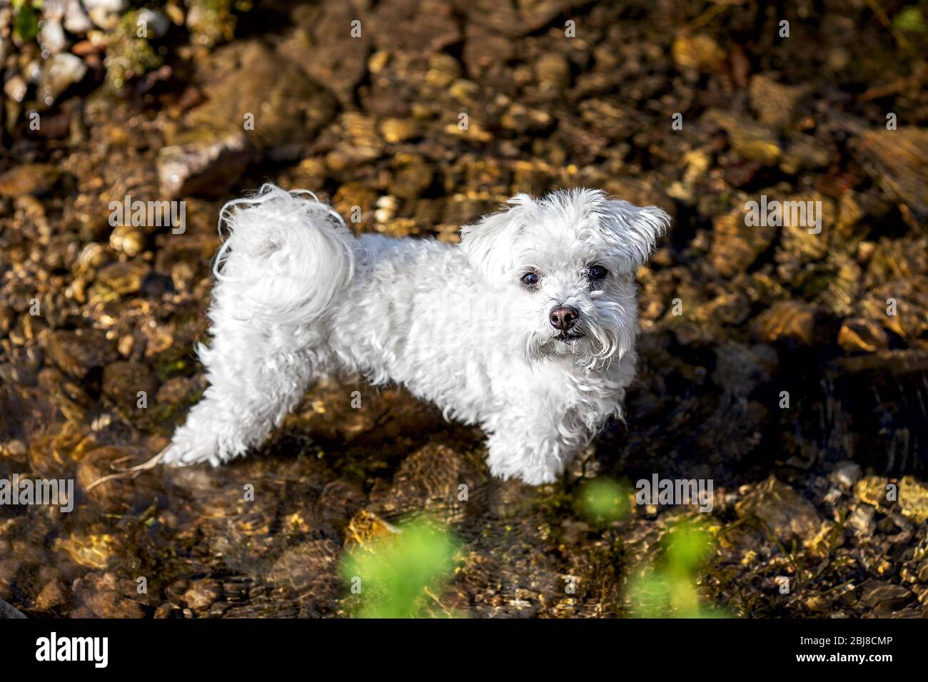 Mini malteser -Fotos und -Bildmaterial in hoher Auflösung – Alamy