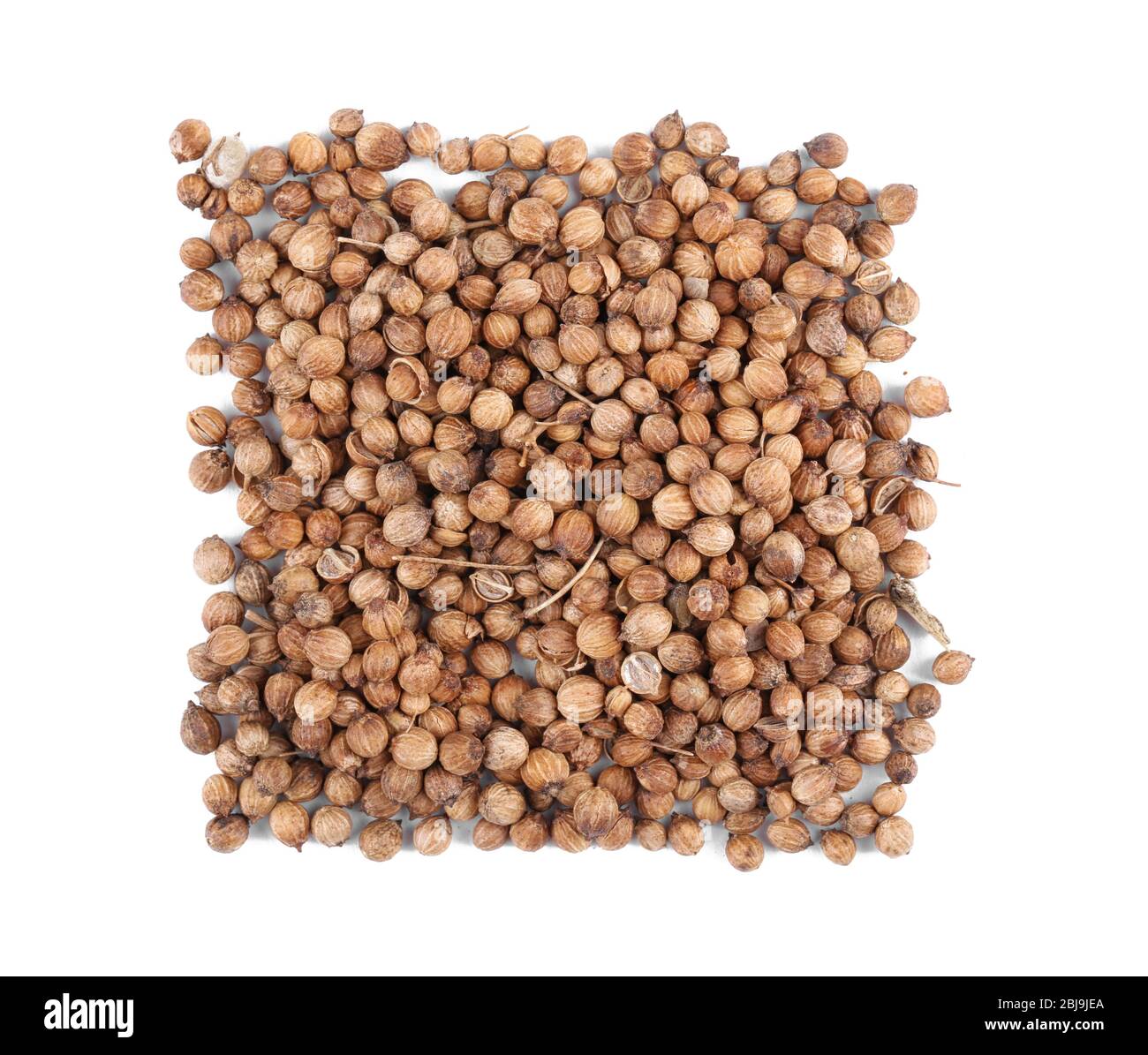 Koriander samen auf weißem hintergrund -Fotos und -Bildmaterial in hoher Auflösung – Alamy