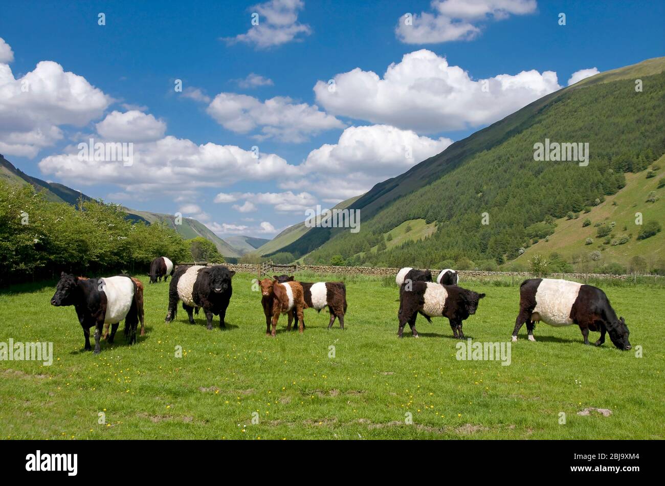Weiße galloway kuh und kälber an -Fotos und -Bildmaterial in hoher ...