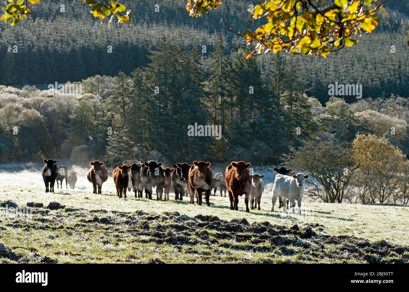 Galloway rind -Fotos und -Bildmaterial in hoher Auflösung – Alamy