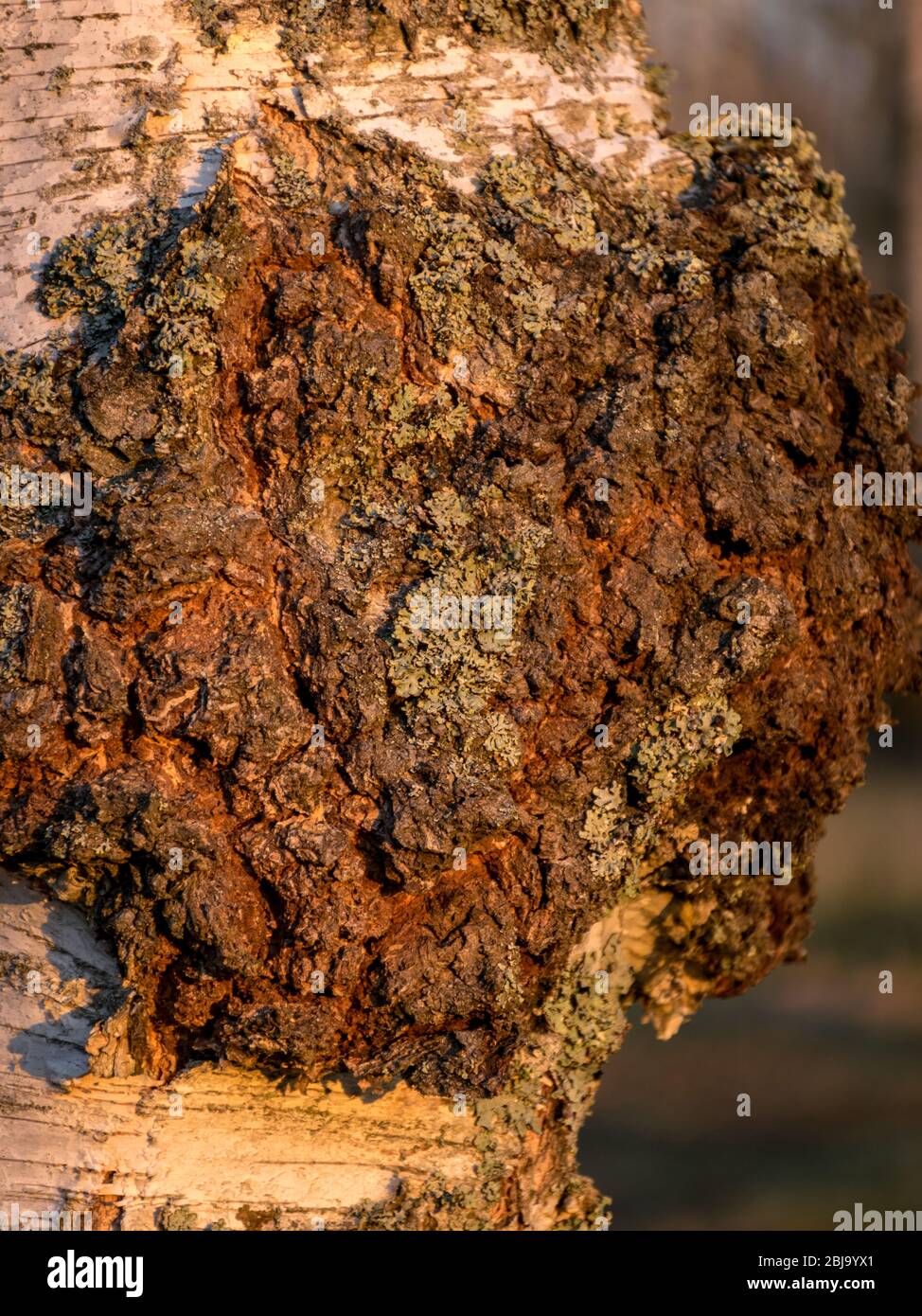 Chaga bild -Fotos und -Bildmaterial in hoher Auflösung – Alamy