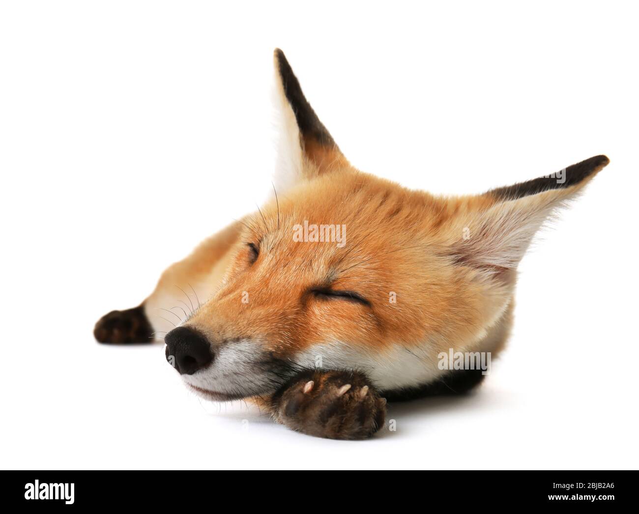 Rotfuchs schlafender Ausgeschnittene Stockfotos und -bilder - Alamy