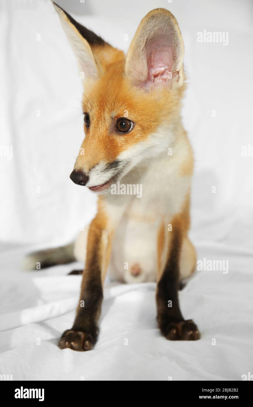 Fuchs auf dem bett -Fotos und -Bildmaterial in hoher Auflösung – Alamy