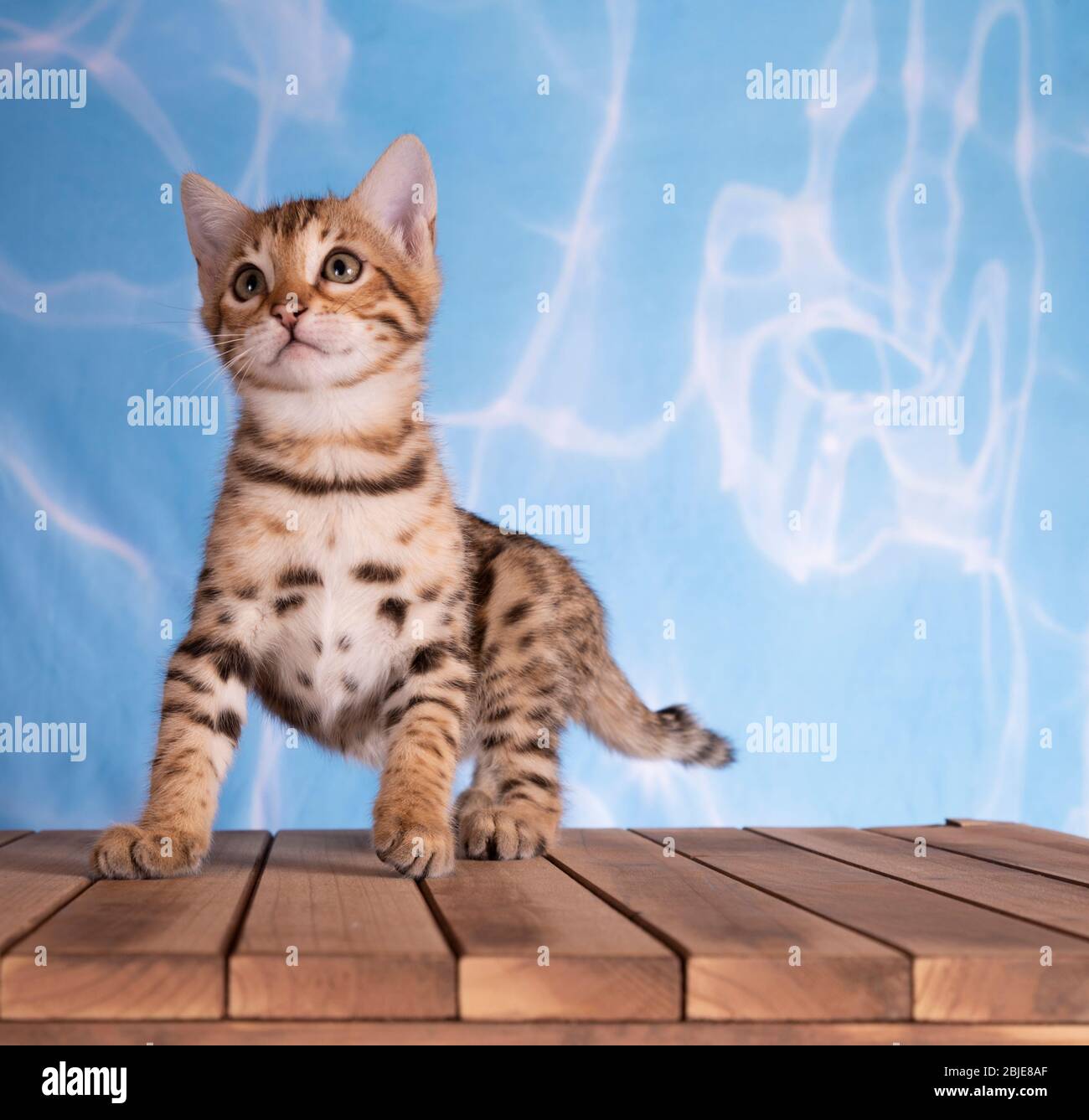 Braune gefleckte katze -Fotos und -Bildmaterial in hoher Auflösung – Alamy