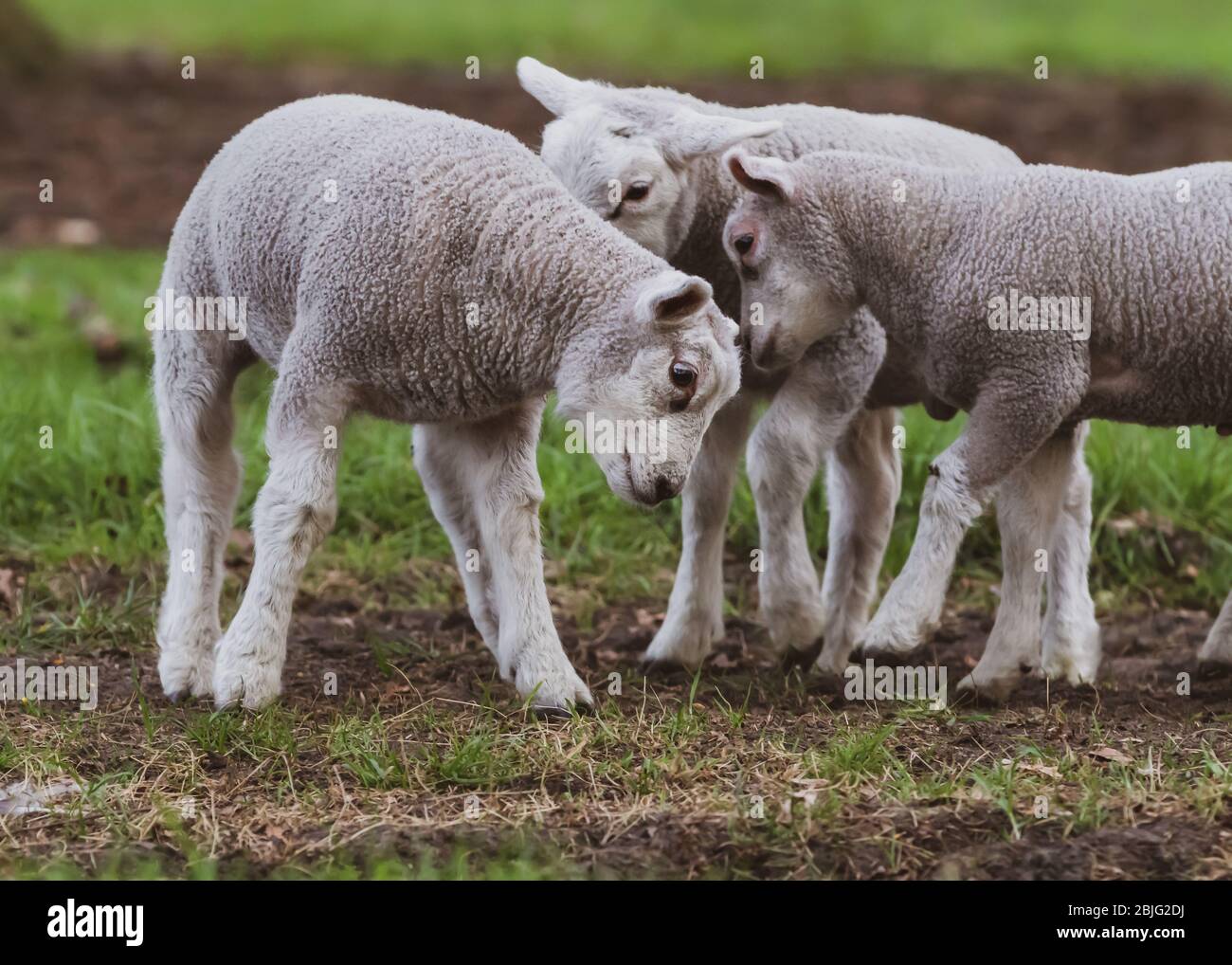 Fröhliche und verspielte Herde von Lämmern in der Ranch Bauernhof ...