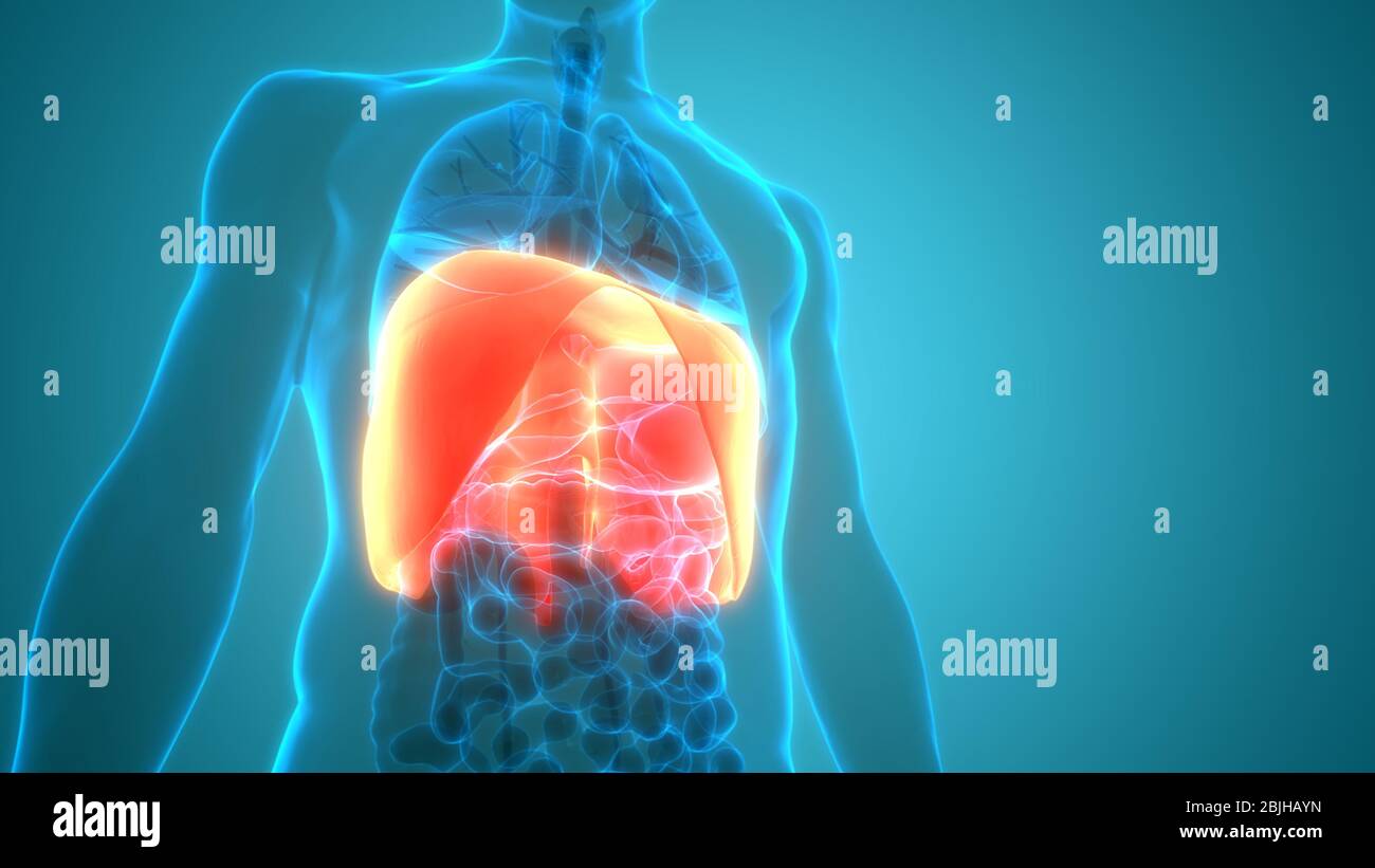Menschliche Atmungssystem Membran Anatomie Stockfotografie - Alamy