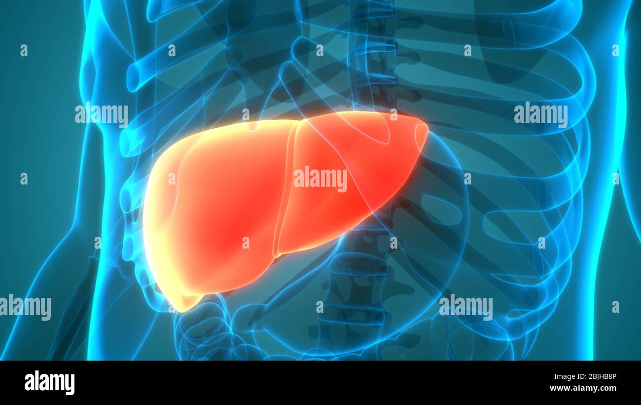 Menschliche interne Digestive Organ Leber Anatomie Stockfotografie - Alamy