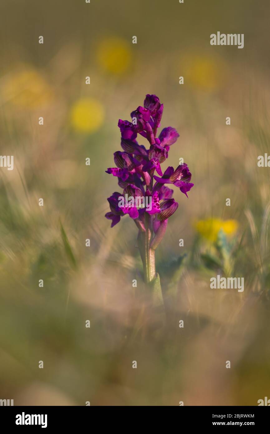 Wilde orchidee -Fotos und -Bildmaterial in hoher Auflösung – Alamy
