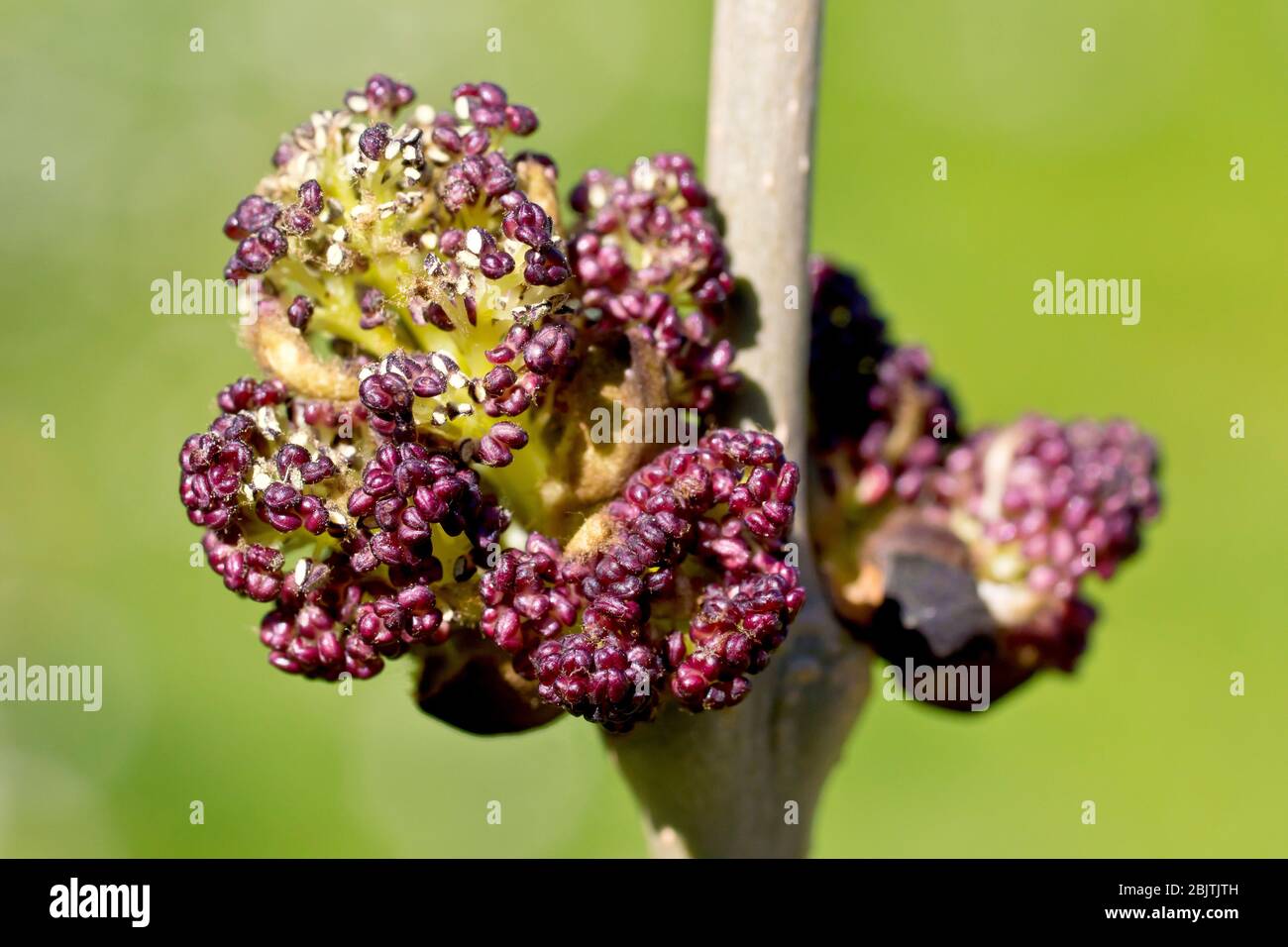 Blühende esche fraxinus excelsior Stockfotos und -bilder Kaufen - Alamy