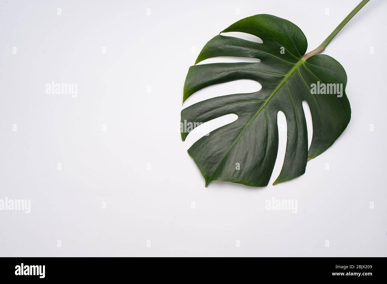 Monstera Blatt auf weißem Hintergrund. Floristik. Minimales Konzept ...