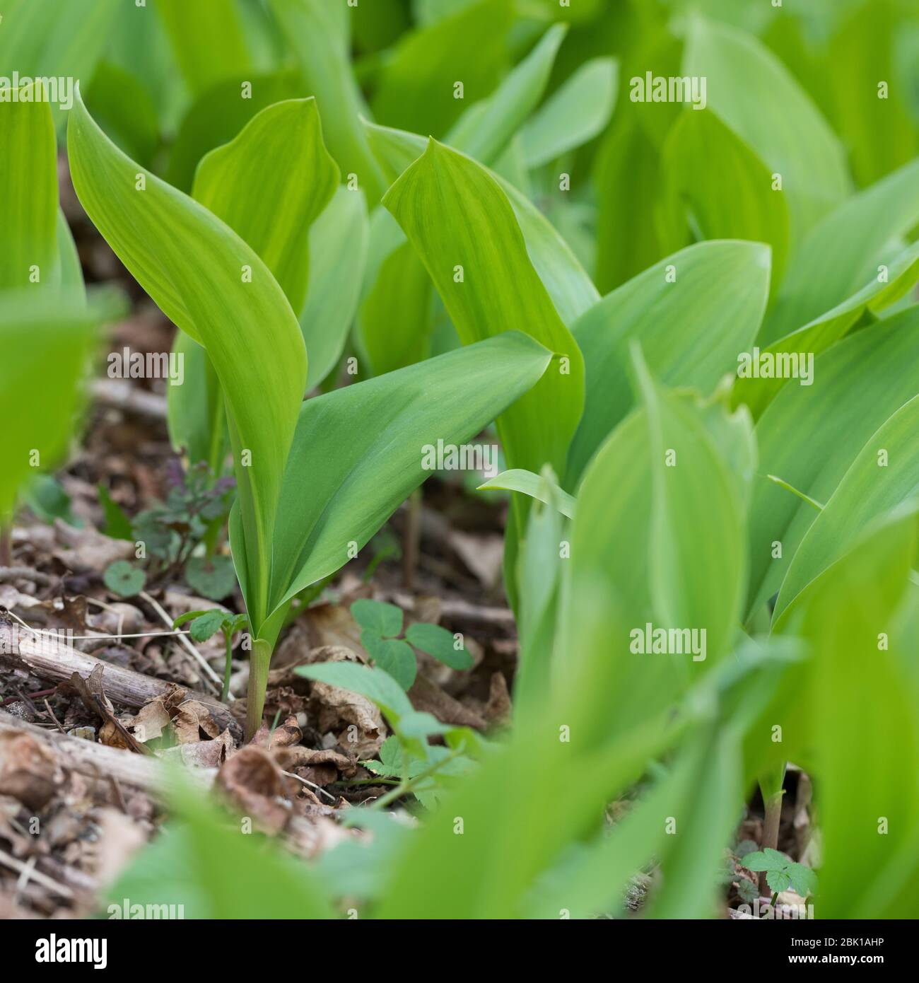 Mai glockchen -Fotos und -Bildmaterial in hoher Auflösung – Alamy