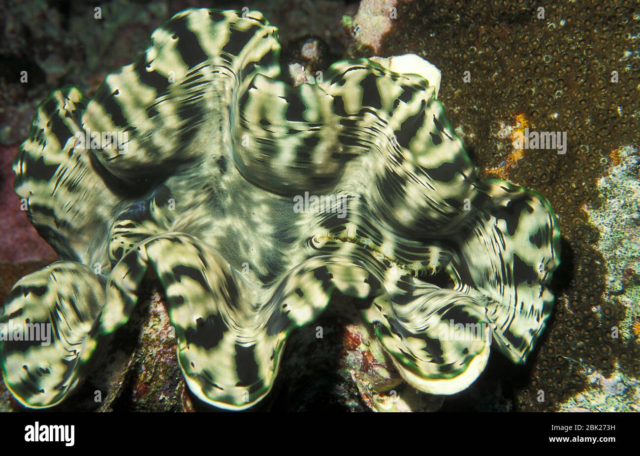 Riesenmuschel, Tridacna gigas, Thailand, zeigt manteloffene, größte ...