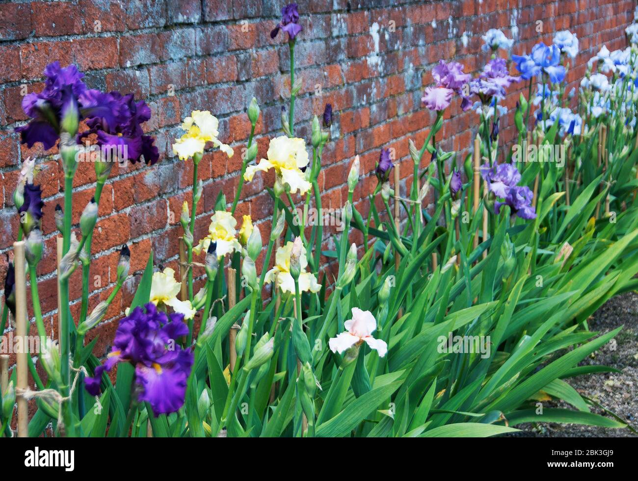 Sammlung von schwertlilien -Fotos und -Bildmaterial in hoher Auflösung ...