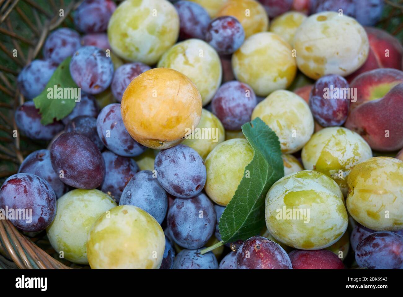 Sorten von pflaumen -Fotos und -Bildmaterial in hoher Auflösung – Alamy