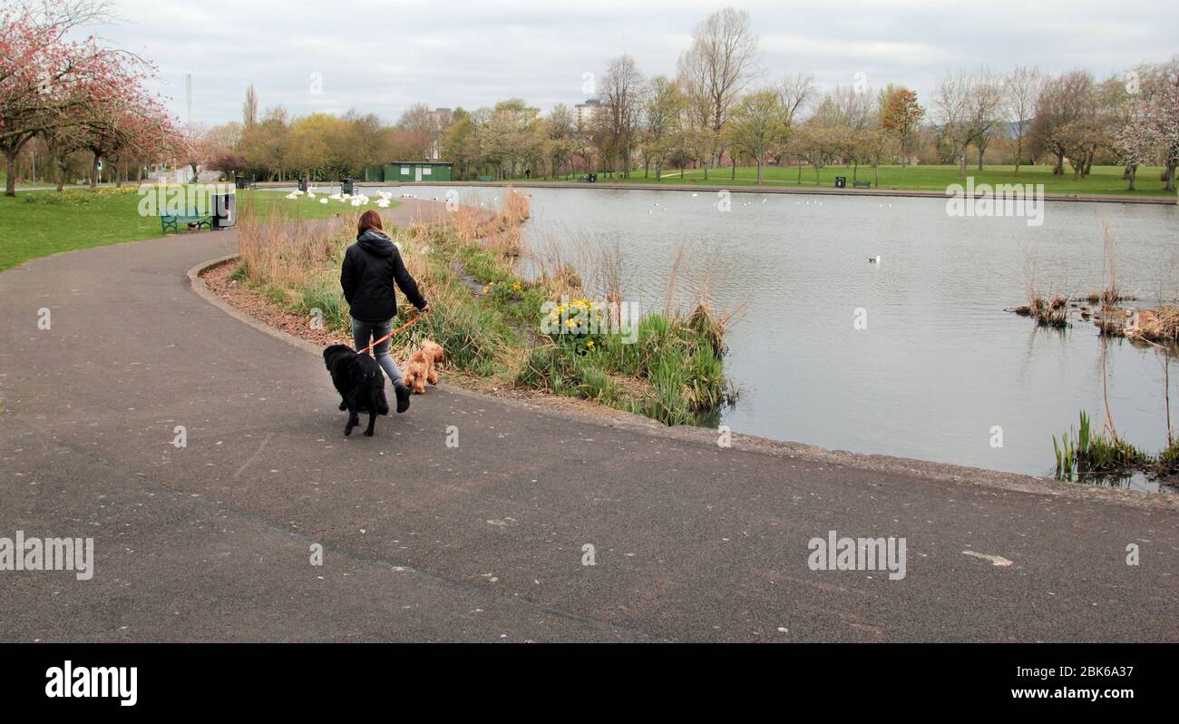 Ein einbeinter Hundespaziergänger im Knightswood Park in Glasgow. Der ...