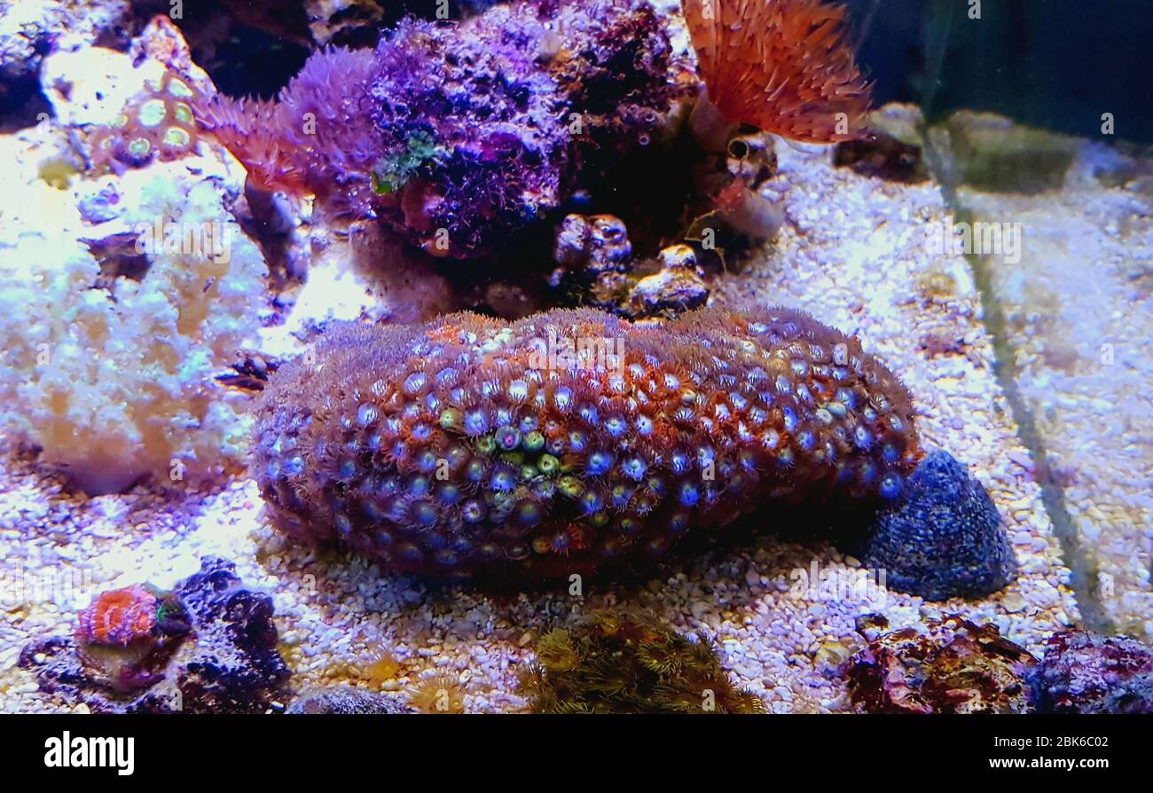 Polypen Isoliert Stockfotos und -bilder Kaufen - Alamy