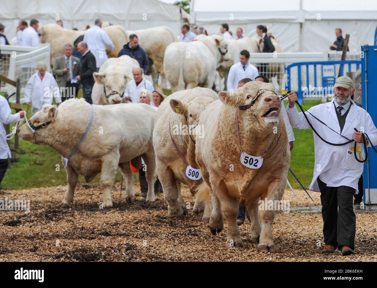 Britische charolais rinderrasse -Fotos und -Bildmaterial in hoher ...