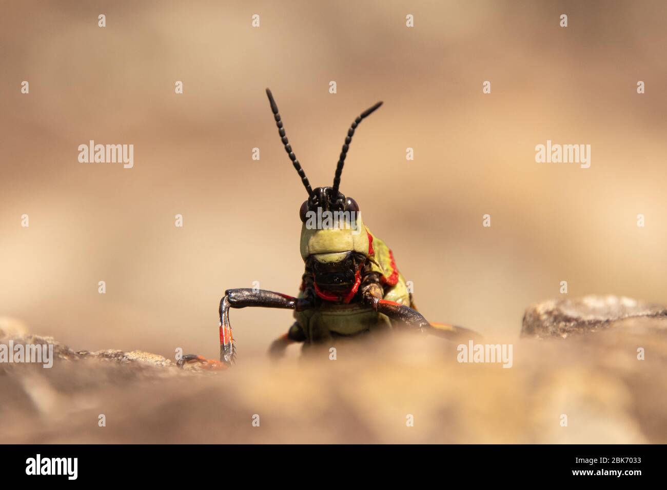 Pyrgomorphid grashopper -Fotos und -Bildmaterial in hoher Auflösung – Alamy