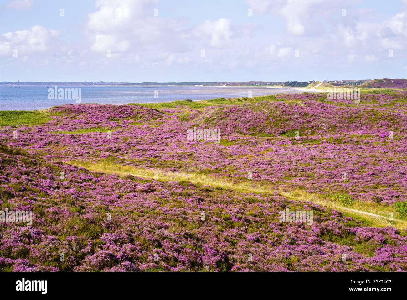 Sylt Flora Stockfotos und -bilder Kaufen - Alamy