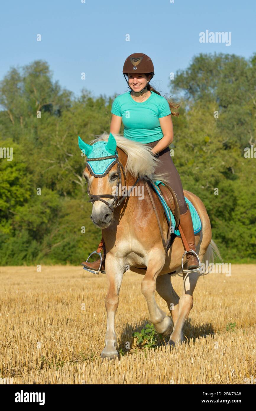 Reiter auf dem Rücken eines Haflinger Pferdes galoppieren in einem ...