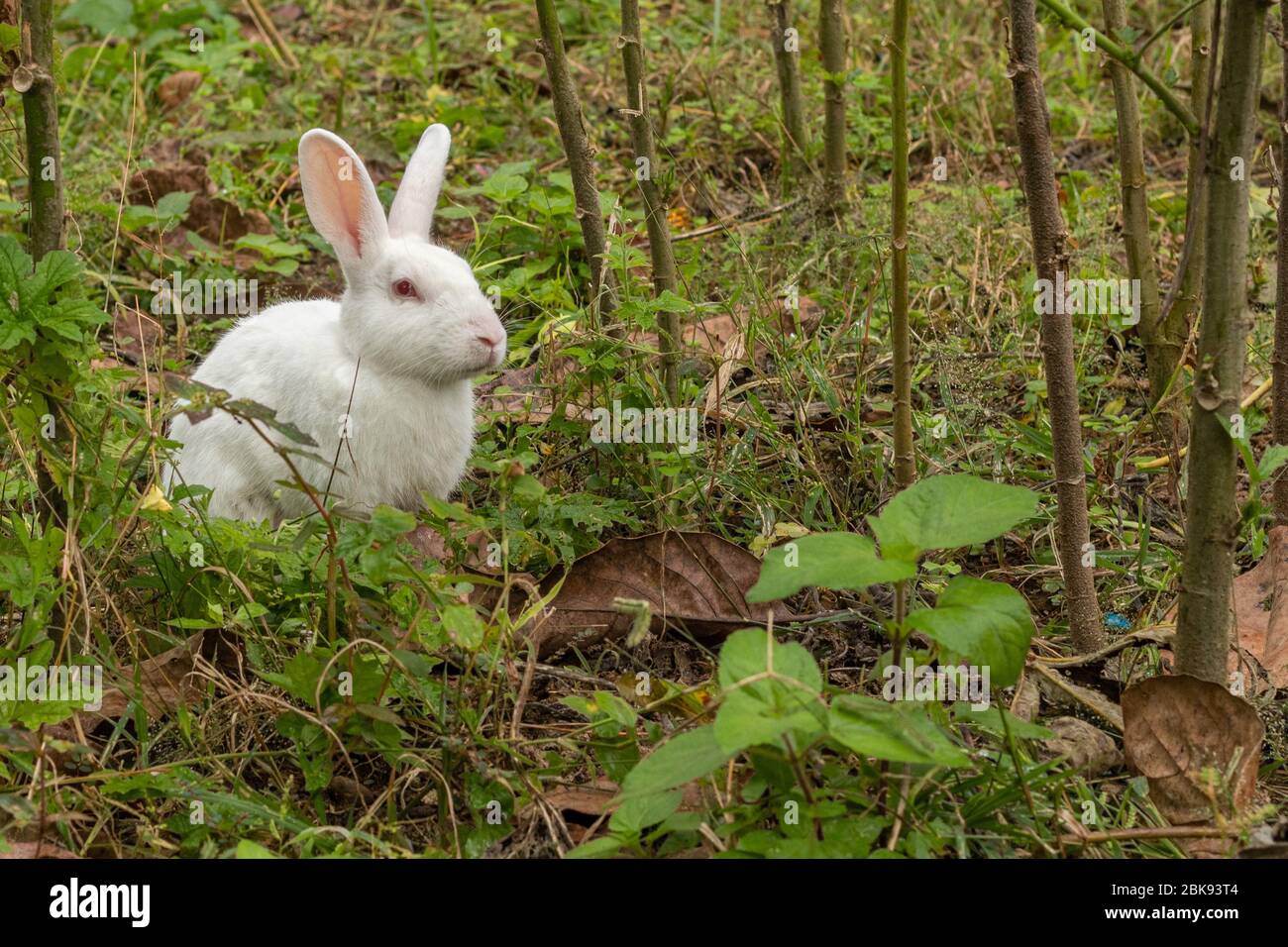 Weißer hase -Fotos und -Bildmaterial in hoher Auflösung – Alamy