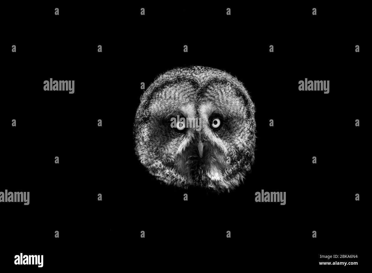 Die schnee eule Schwarzweiß-Stockfotos und -bilder - Alamy