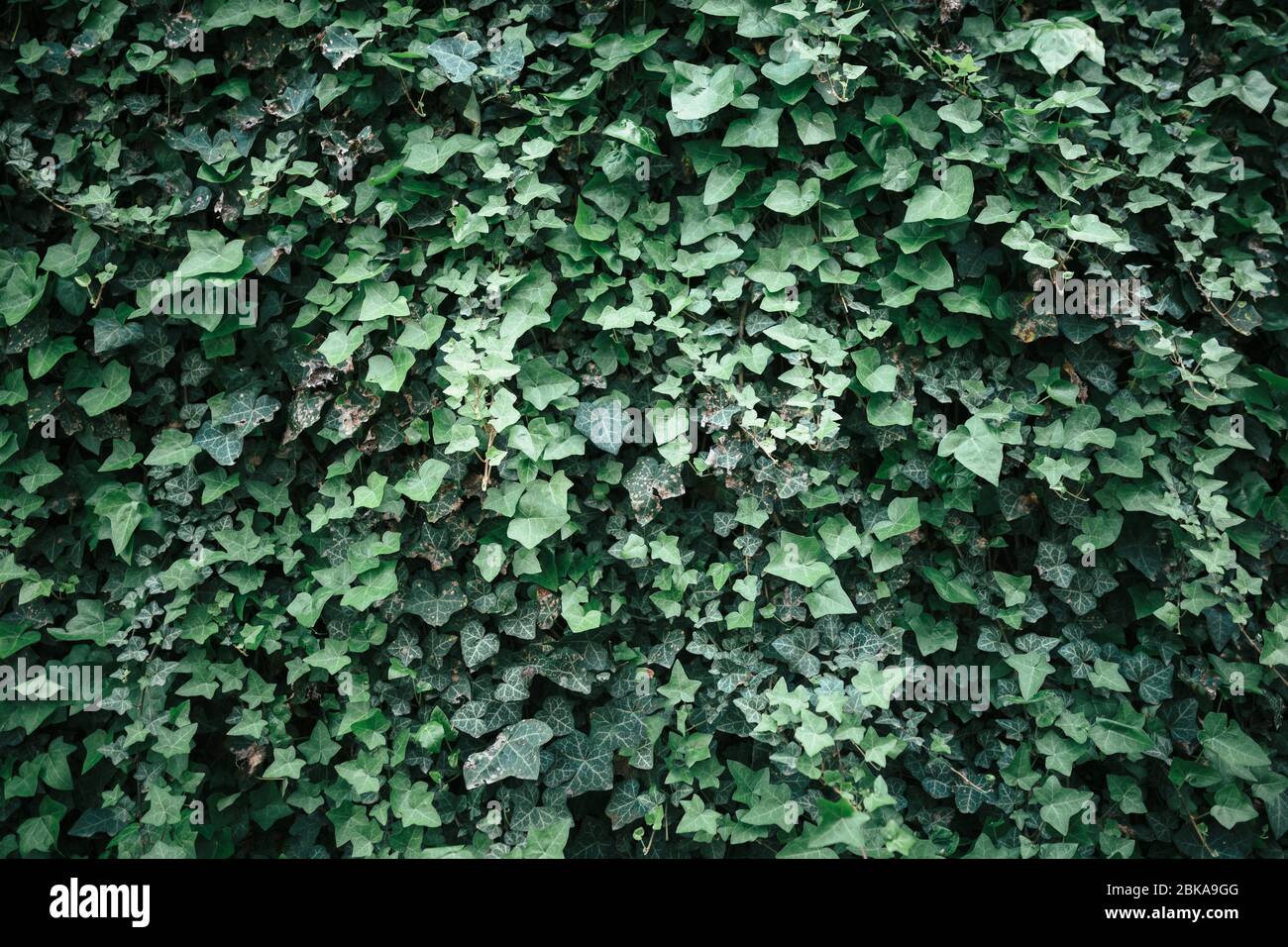 Ivy texture -Fotos und -Bildmaterial in hoher Auflösung – Alamy