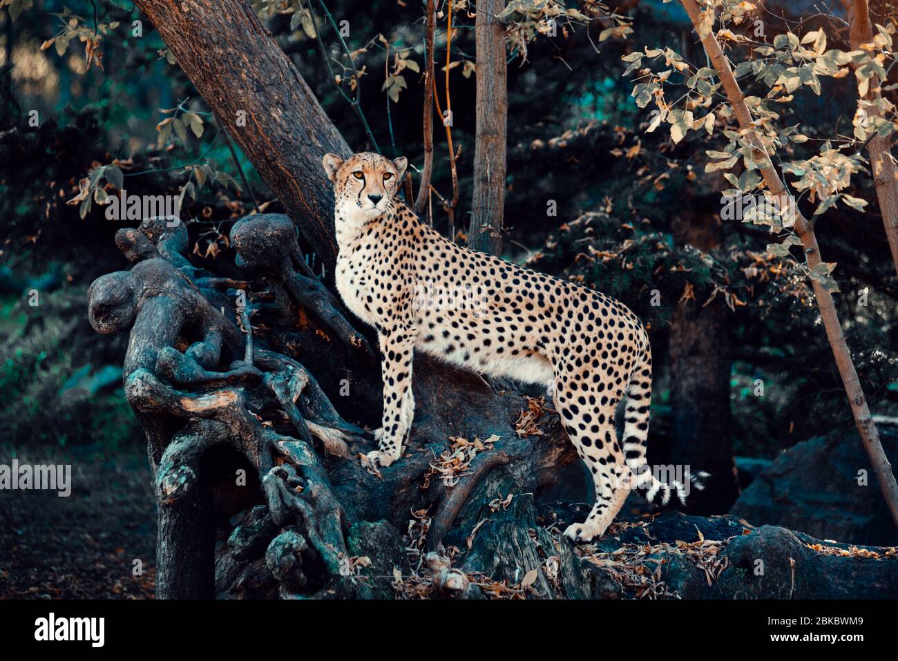 Gepard In Der Savanne Stockfotos und -bilder Kaufen - Alamy