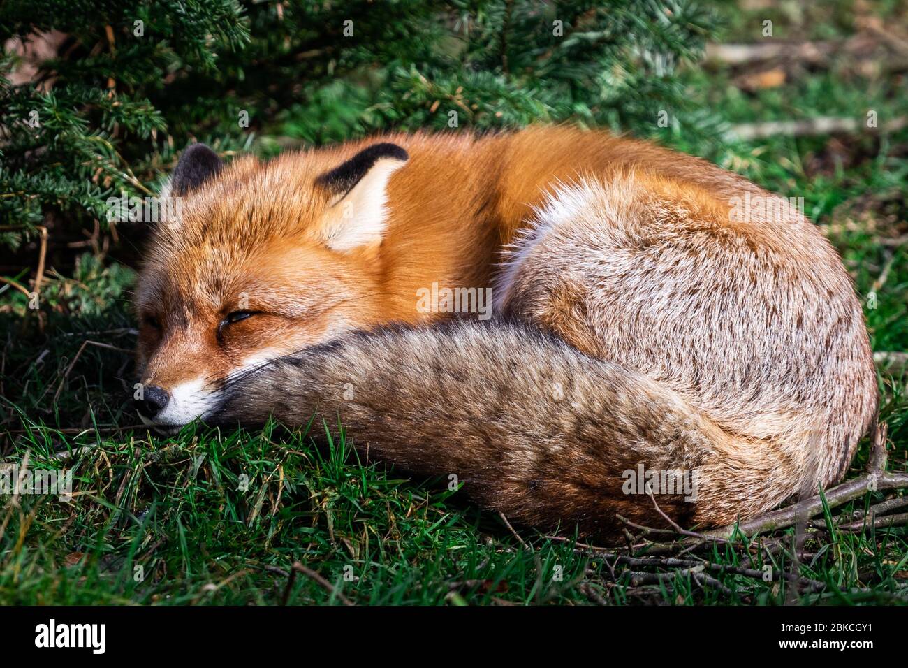 Roter zao -Fotos und -Bildmaterial in hoher Auflösung - Seite 2 - Alamy