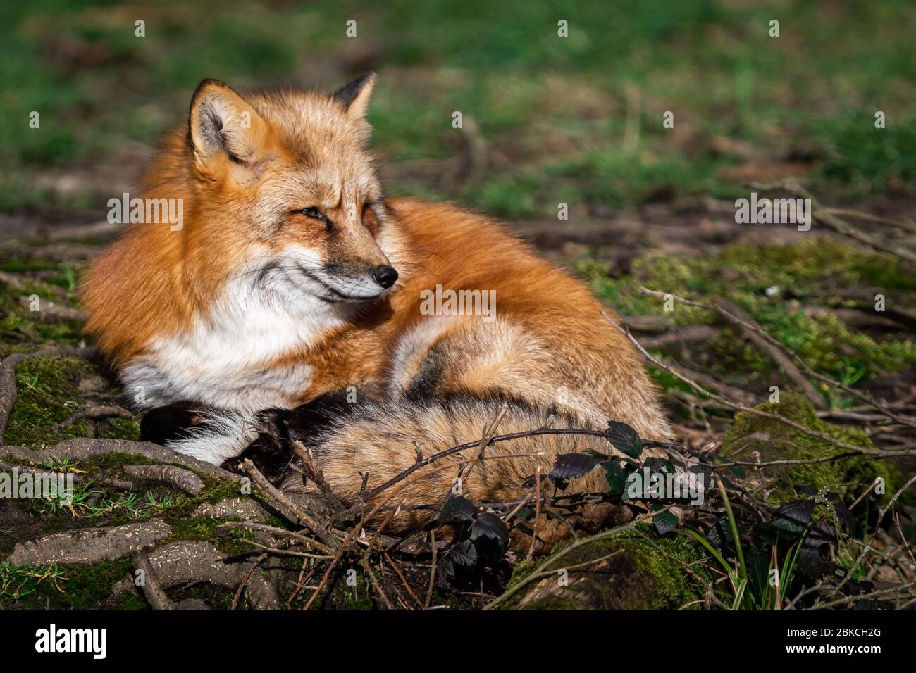 Fox Sleeping Snow Stockfotos und -bilder Kaufen - Alamy