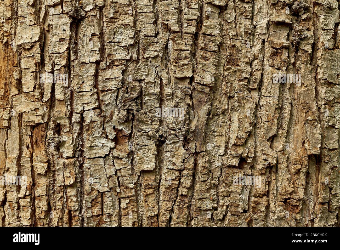 Die Rinde einer alten Linde. (Tilia platyphyllos Stockfotografie - Alamy