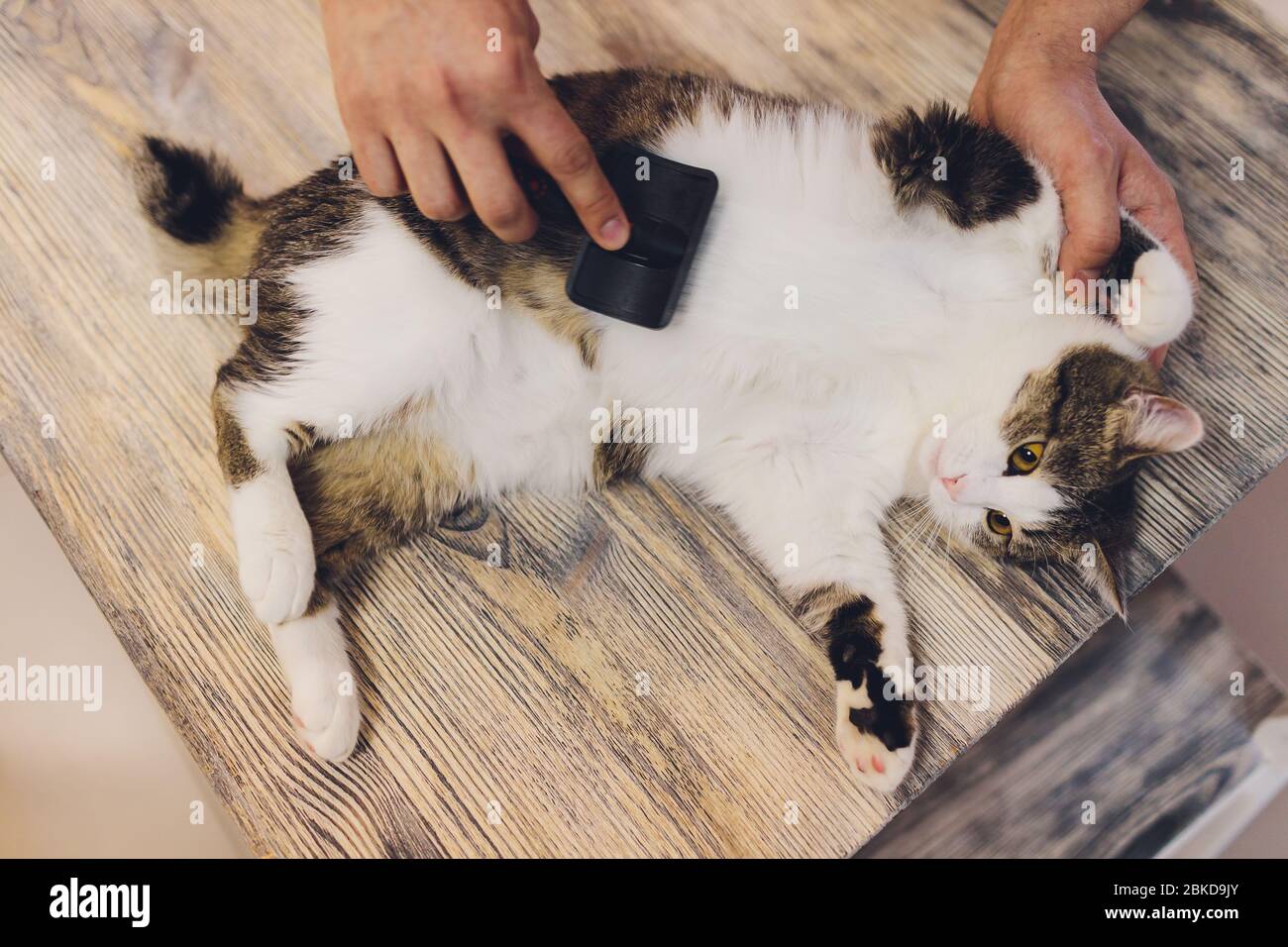 Pelzige spitzen -Fotos und -Bildmaterial in hoher Auflösung – Alamy