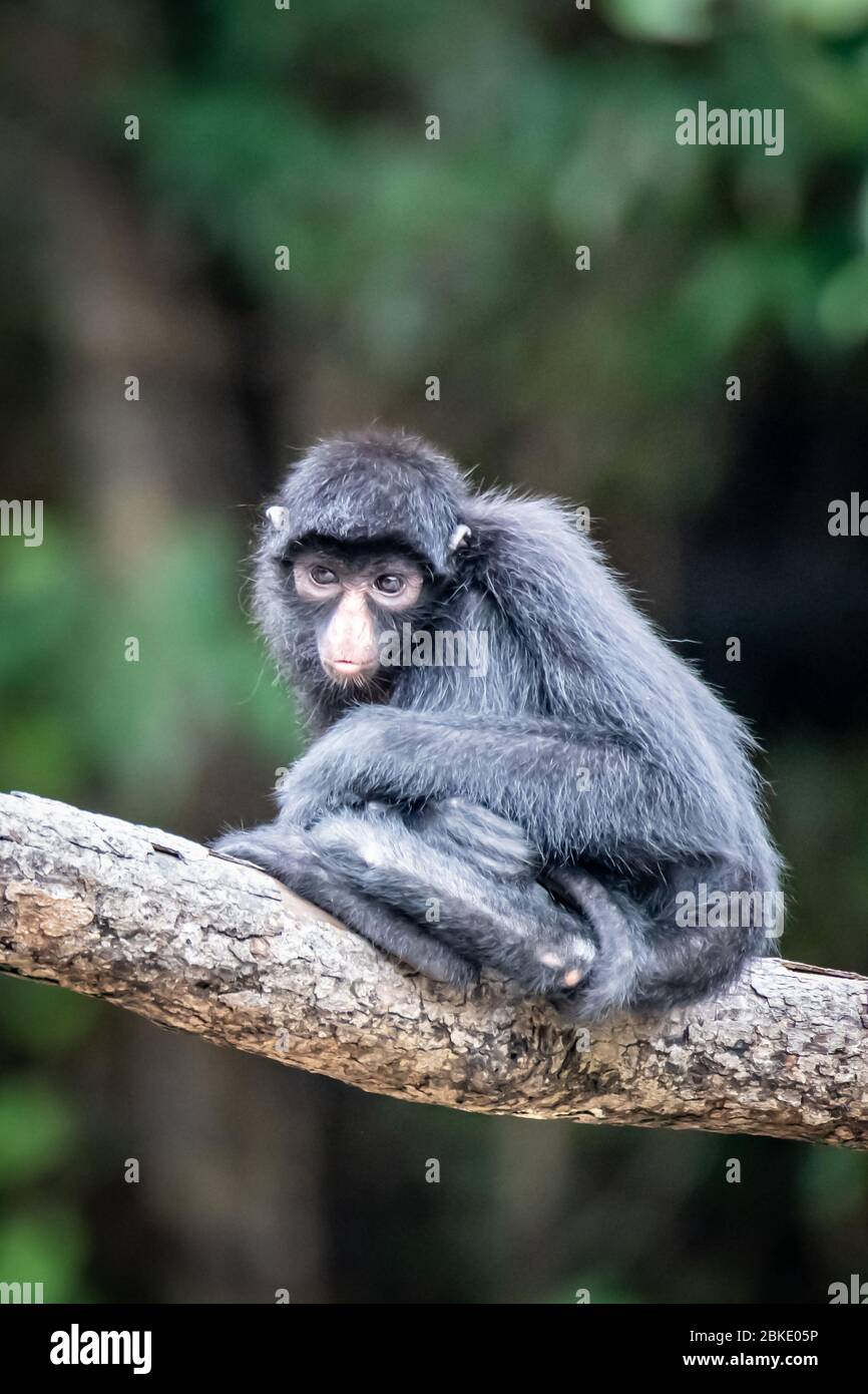 Amazonas regenwaldperu primataffe spinne -Fotos und -Bildmaterial in ...
